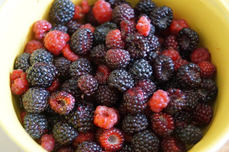 Red and Black Raspberry Fruit Stock Photo - Image of raspberry, ripe ...