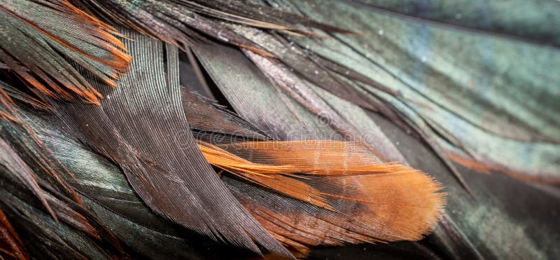 Red and Black Rooster Feathers. Background or Texture Stock Image ...