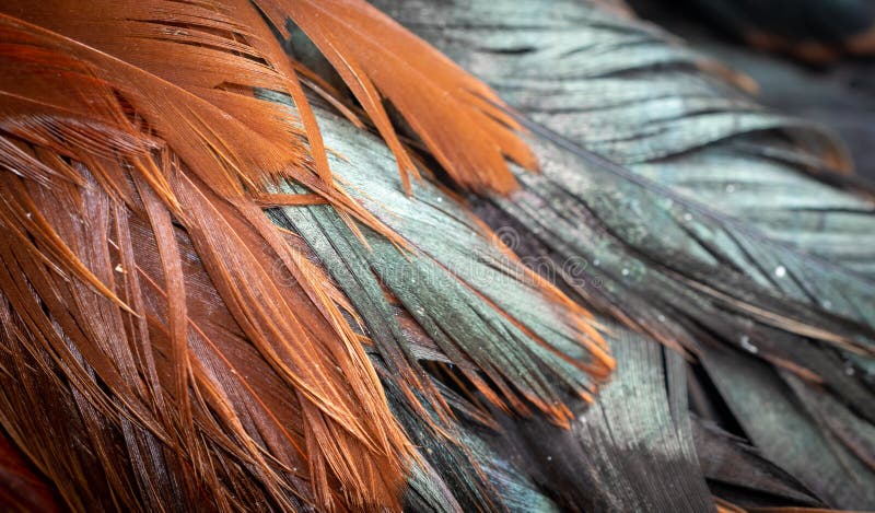 Red and Black Rooster Feathers. Background or Texture Stock Image ...