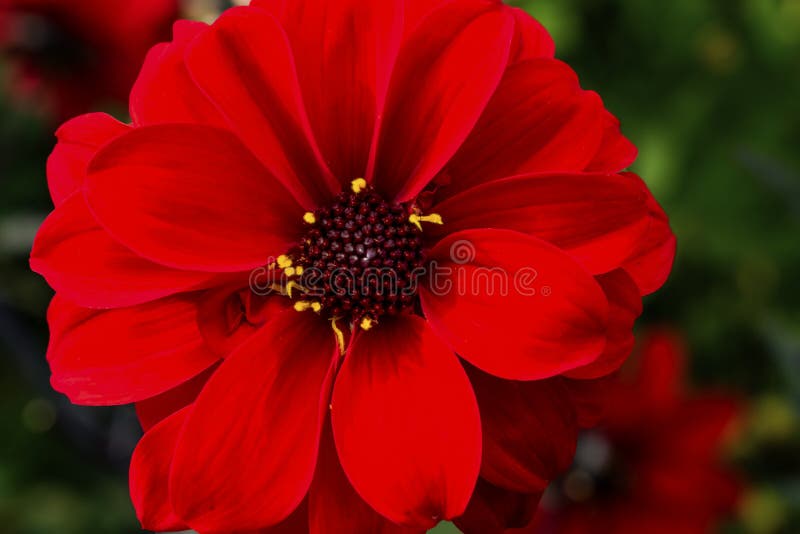 Red Black Single Dahlia Blooming Macro Stock Photo - Image of natural ...