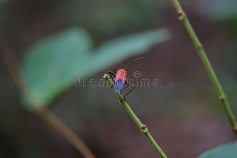 143 Six Legged Insect Stock Photos - Free & Royalty-Free Stock Photos ...