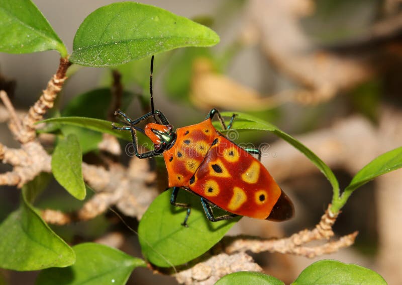 Red and Black Stink Bug on a Leaf. Stock Image - Image of pest, fauna ...
