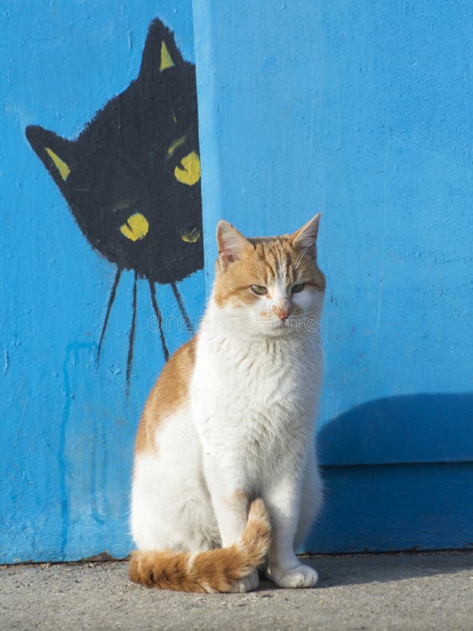 Red and Black Stray Cats. Funny Pets Stock Image - Image of israel ...