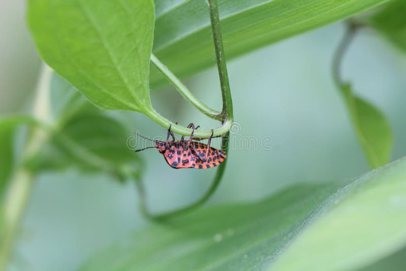 Bug Ruler Stock Photos - Free & Royalty-Free Stock Photos from Dreamstime