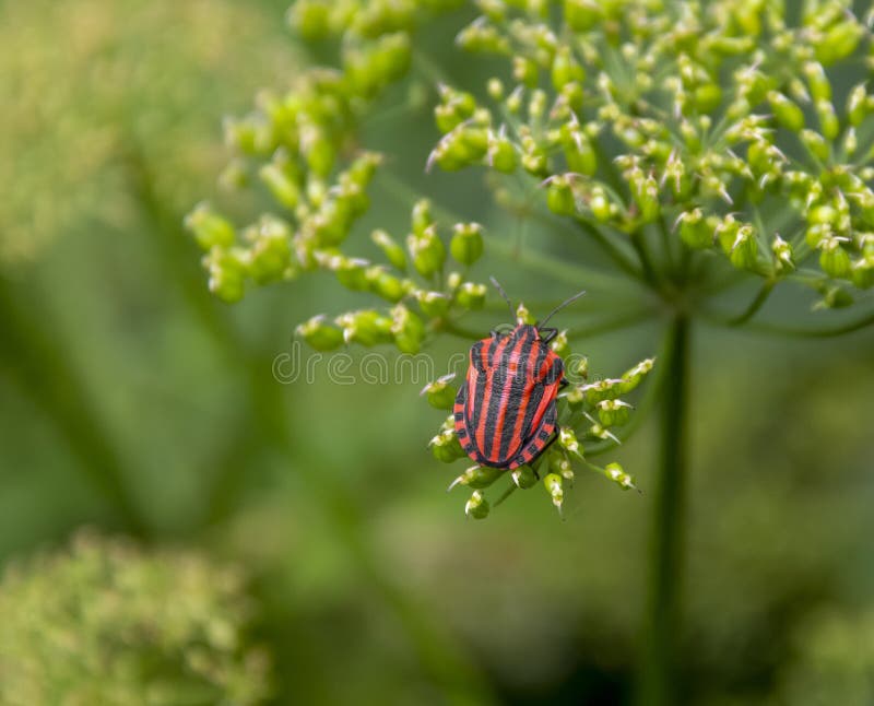 Red and black Striped bug stock image. Image of flower - 201001743
