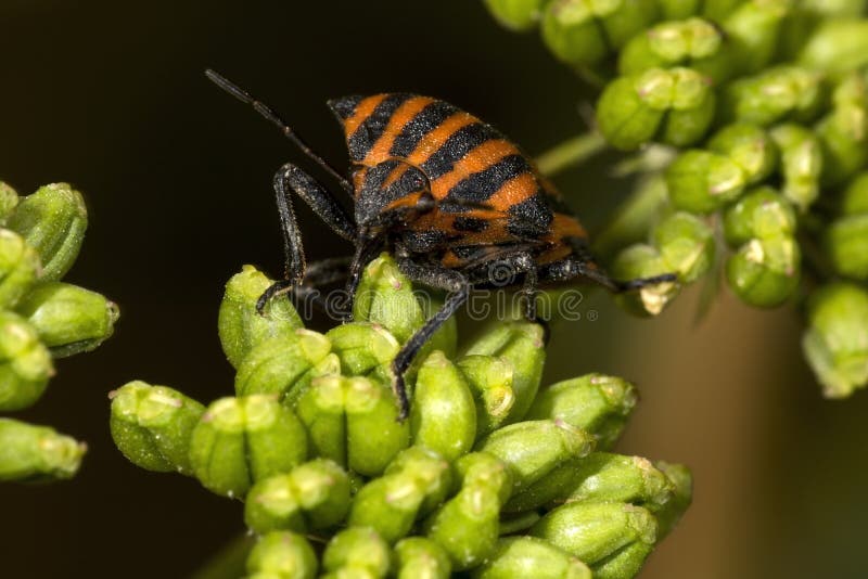 Stink Bug macro photo stock image. Image of cute, animal - 117670661