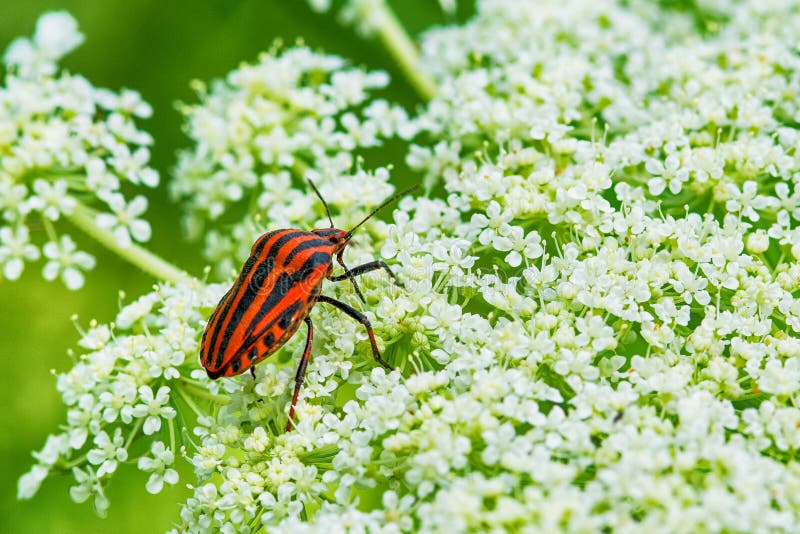 Red and Black Striped Stink Bugs on a Flower Stock Photo - Image of ...