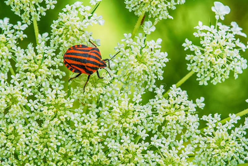 Red and Black Striped Stink Bugs on a Flower Stock Image - Image of ...