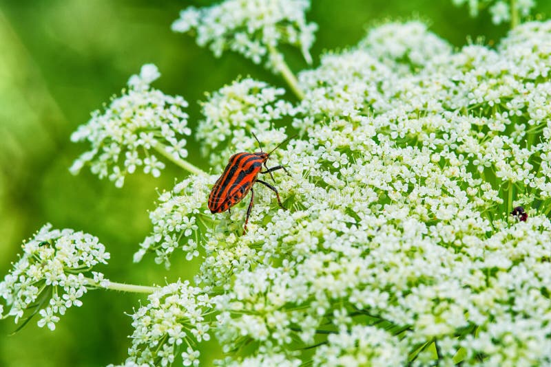 Red and Black Striped Stink Bugs on a Flower Stock Image - Image of ...