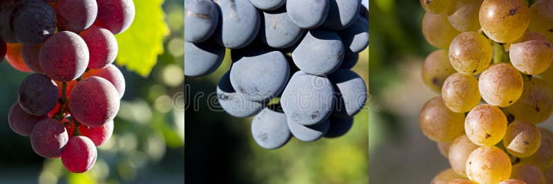 Red, Black an White Grapes Collage Stock Photo - Image of fruit ...