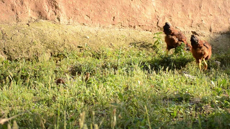 The Red Black Hen Eating Feed in the Home Grass Ground. Stock Footage ...