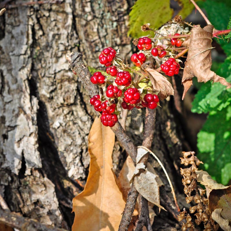 Red blackberries stock photo. Image of outdoors, autumn - 21866080
