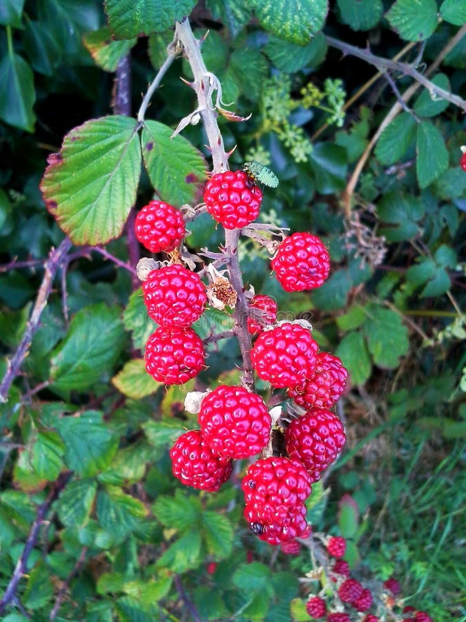 Big Blackberries on a Bramble in the Woods Stock Photo - Image of ...
