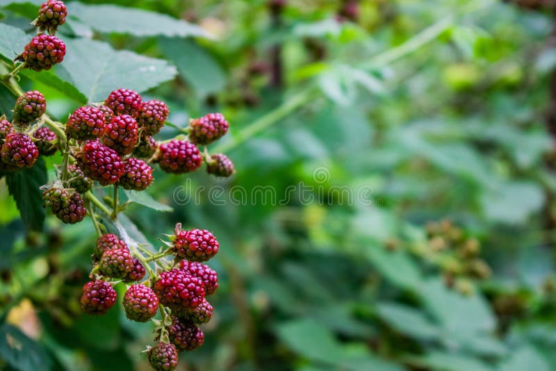 Red Blackberries in the Green Nature Stock Image - Image of fruits ...