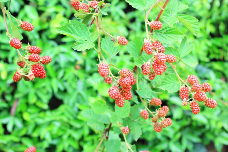 Red Blackberry stock photo. Image of growth, black, green - 59082858