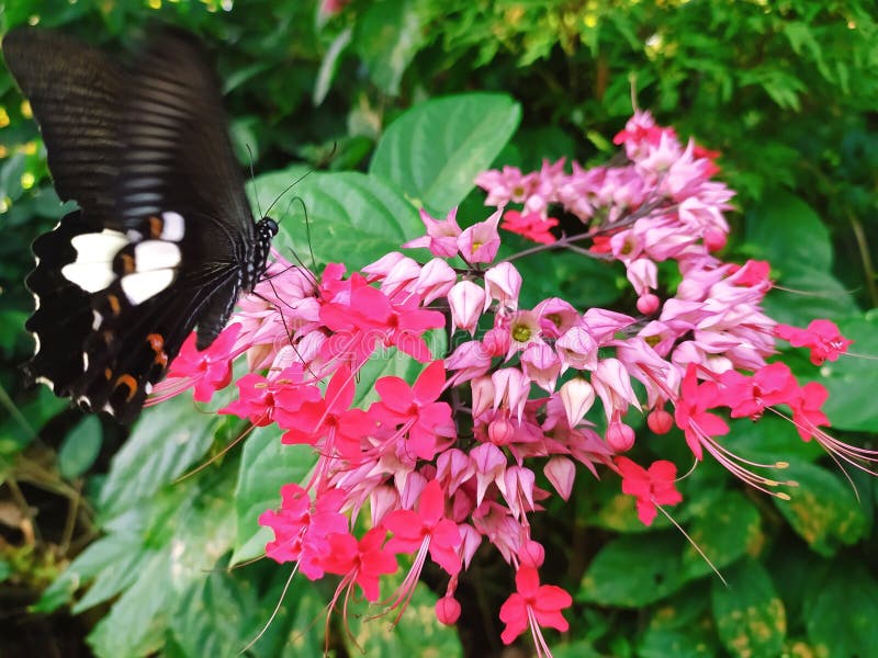 Bleeding Moth Stock Photos - Free & Royalty-Free Stock Photos from ...