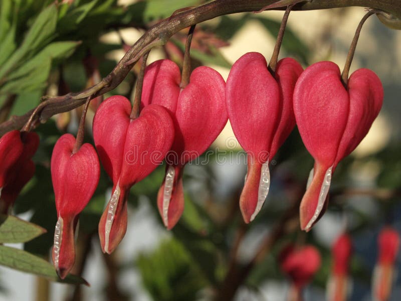 Bleeding Hearts Chain in Bloom Stock Photo - Image of leaf, hearts ...