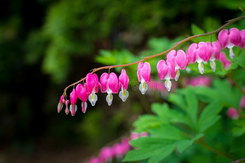 Red Bleeding Hearts (Lamprocapnos Spectabilis Stock Image - Image of ...