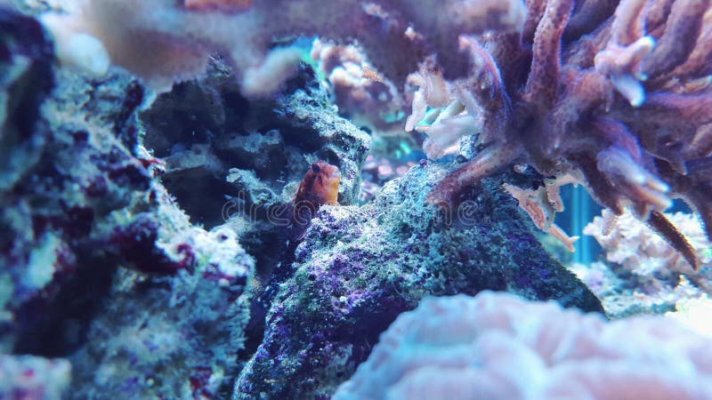 Finding Nemo in aquarium stock photo. Image of aqua, fish - 78231000