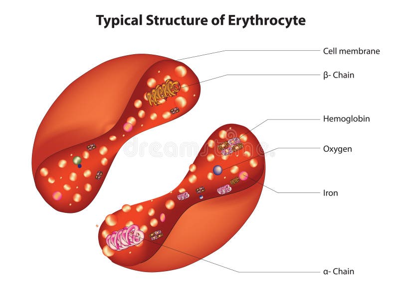 Erythrocyte diagram stock vector. Illustration of platelets - 321282645