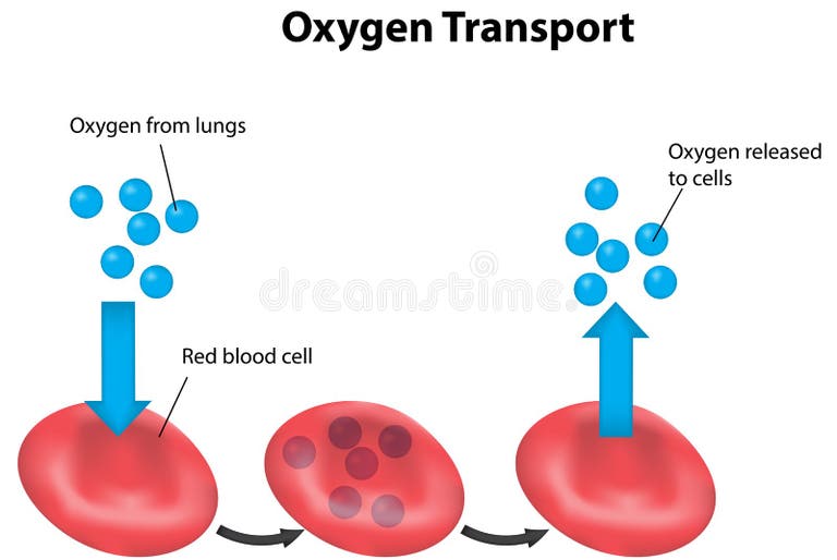 Blood Cell Cycle Stock Illustrations – 209 Blood Cell Cycle Stock ...