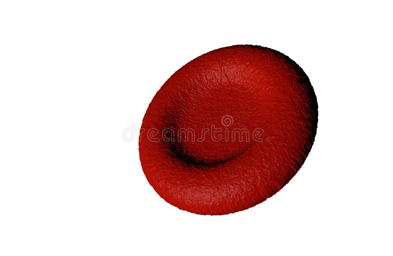 Red Blood Cell Isolated with White Background Stock Illustration ...