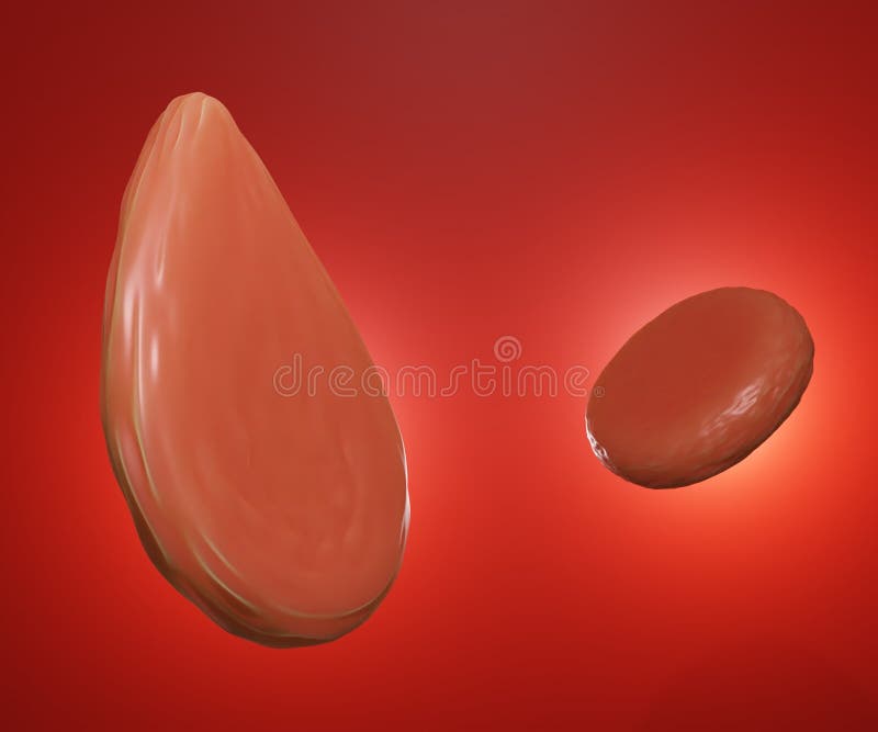 Dacrocyte Stock Illustrations – 3 Dacrocyte Stock Illustrations ...