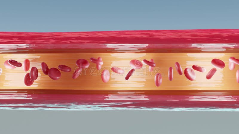 Red Blood Cells Flow Inside an Artery, Cross Section. Healthy Red Blood ...