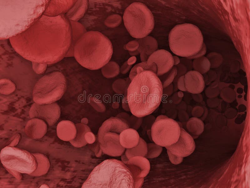 Red Blood Cells Flowing through Vein Stock Illustration - Illustration ...