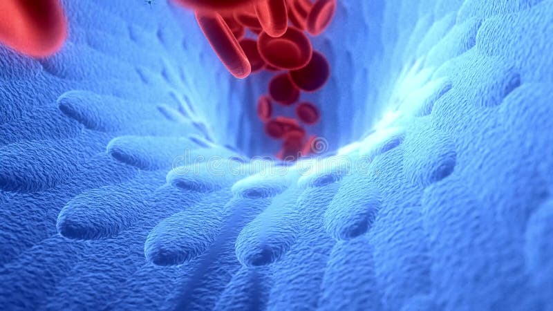 Frogs On A Red Cells Slide