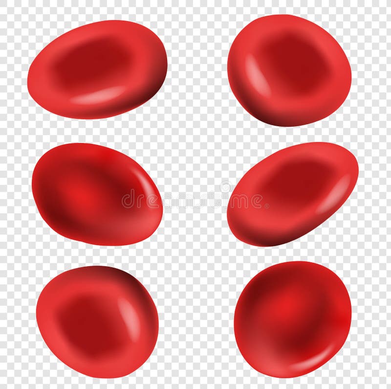 Red Blood Cell Isolated on White Background Erythrocyte Transparent ...