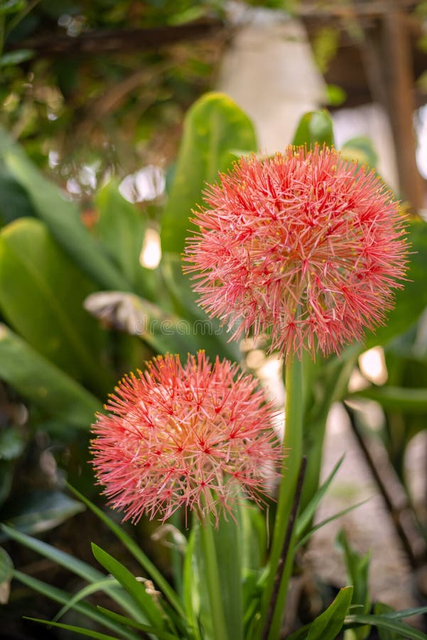 The Red Blood Lily or Blood Flower is Blooming in the Garden Stock ...