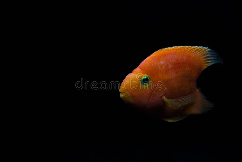 Red Blood Love Parrots Fish Stock Image - Image of colored, life: 57663303