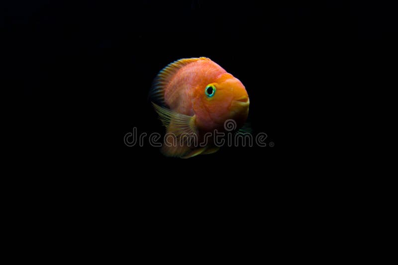 Yellow Love Parrot Fish Stock Photos - Free & Royalty-Free Stock Photos ...