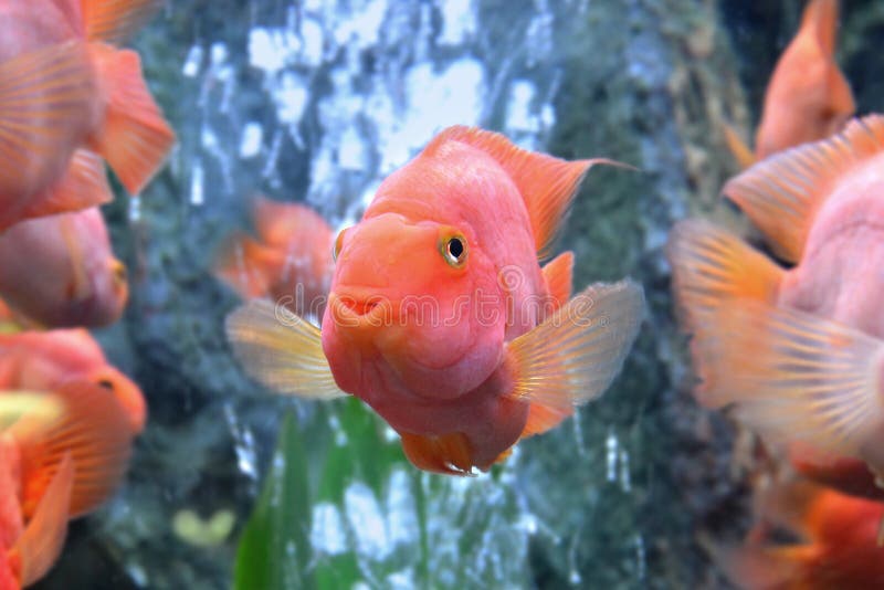 Parrot Fish Smile