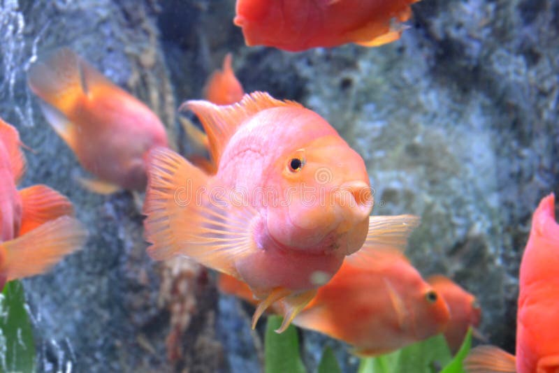 Red blood parrot fish stock photo. Image of blood, goldfish - 183544802