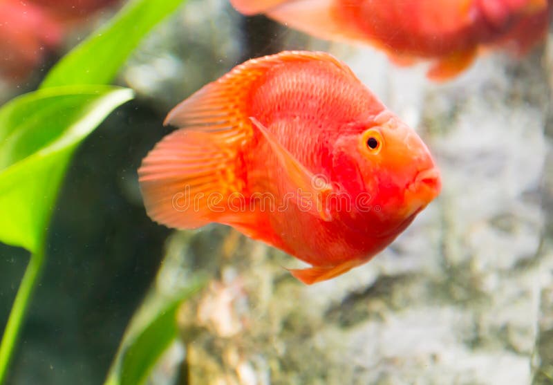 Red blood parrot fish stock image. Image of cichlid, bright - 56518505