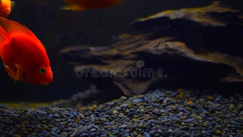 Red Blood Parrot Fish in a Water. Stock Footage - Video of water ...