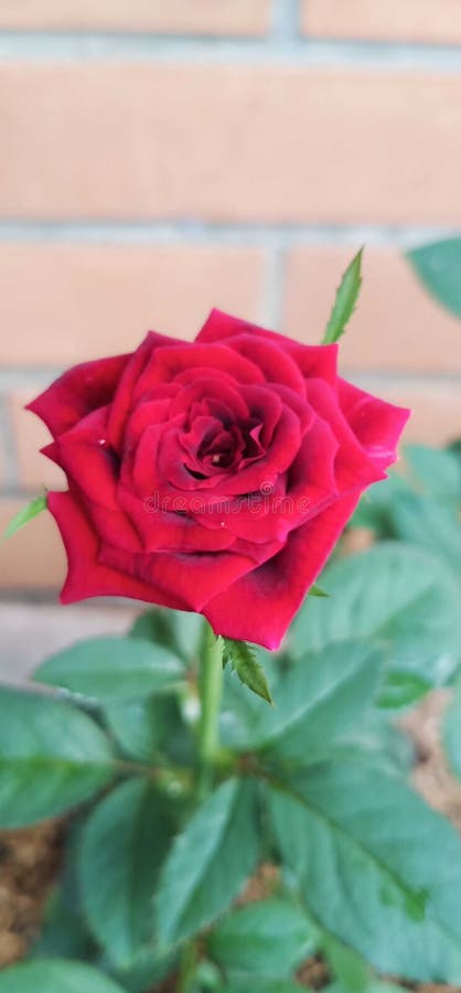 Red blood Rose stock photo. Image of blood, rose, colour - 212018946