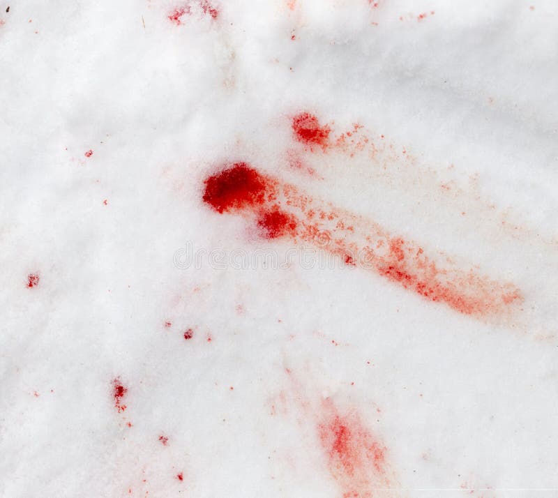 Blood on the snow stock image. Image of blood, dramatic - 12267205