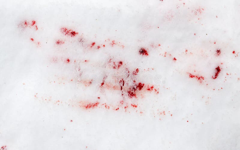 Red blood on the snow stock image. Image of snow, track - 90384087