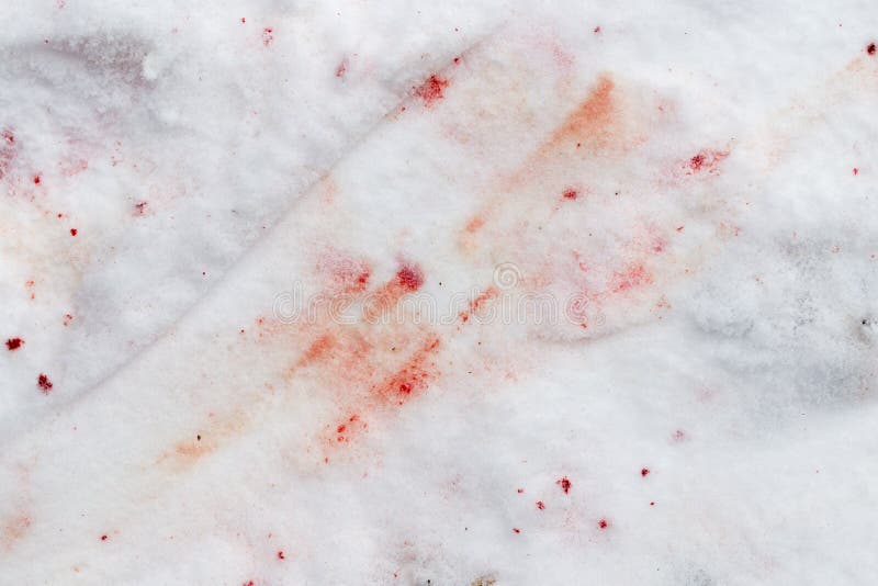 Red blood on the snow stock image. Image of season, track - 90383997