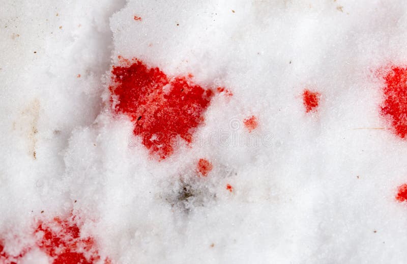 Red blood on the snow stock image. Image of snow, white - 110543153