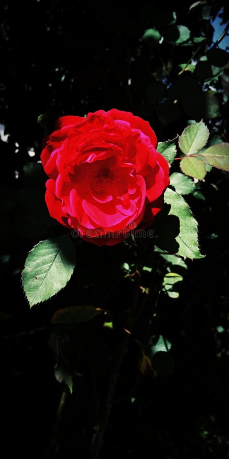 Red Blooded Rose stock photo. Image of nature, blooded - 176106424