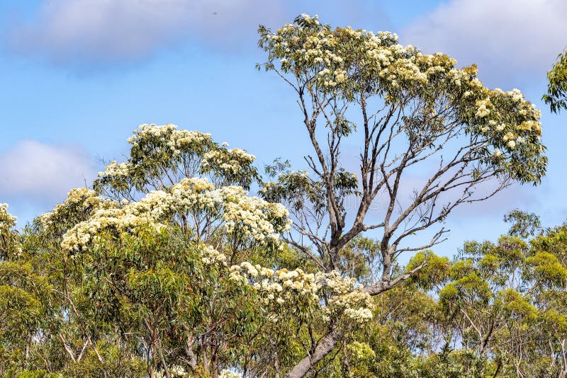 Red Bloodwood Tree stock photo. Image of bloodwood, nature - 308498596
