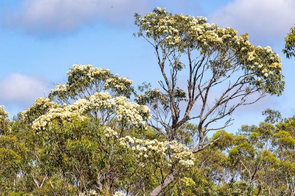 Corymbia Gummifera Red Bloodwood Tree Stock Photos - Free & Royalty ...