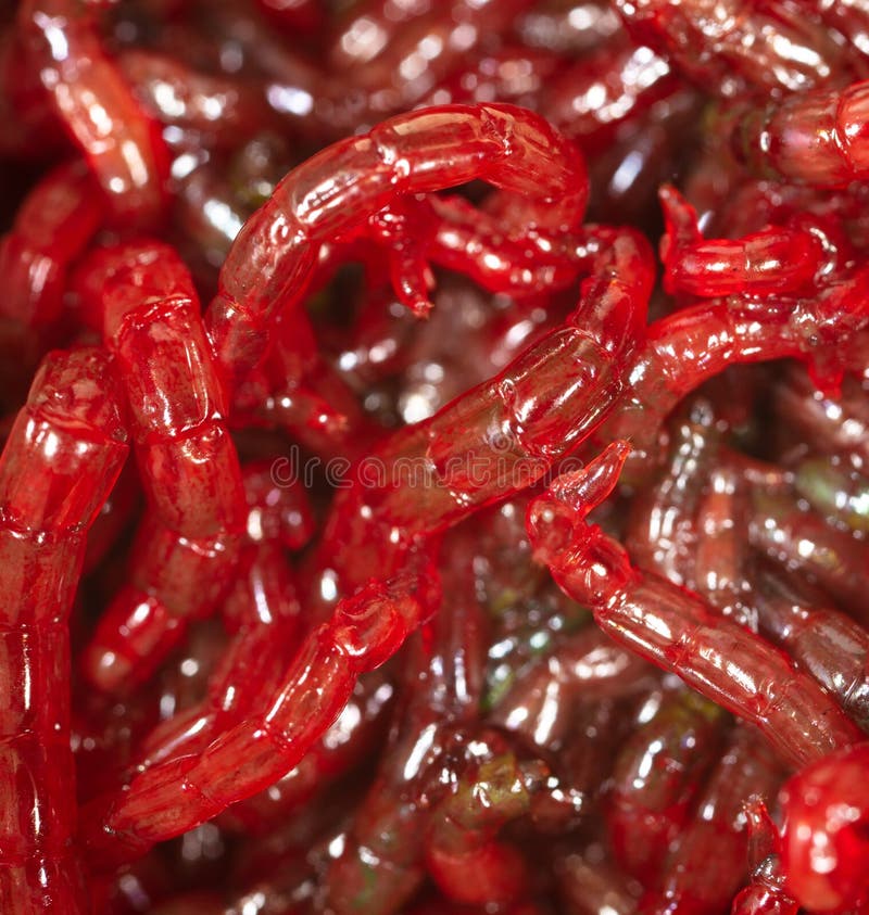 Red Bloodworm As a Background. Macro Stock Image - Image of mosquito ...