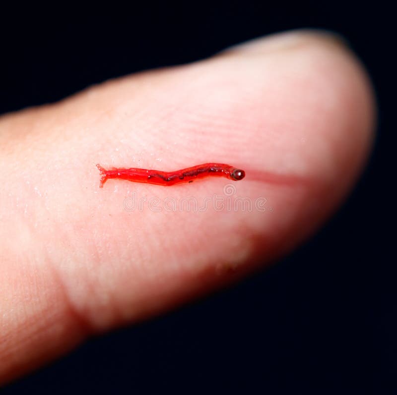 Red Bloodworm on the Finger. Macro Stock Photo - Image of feeding, live ...