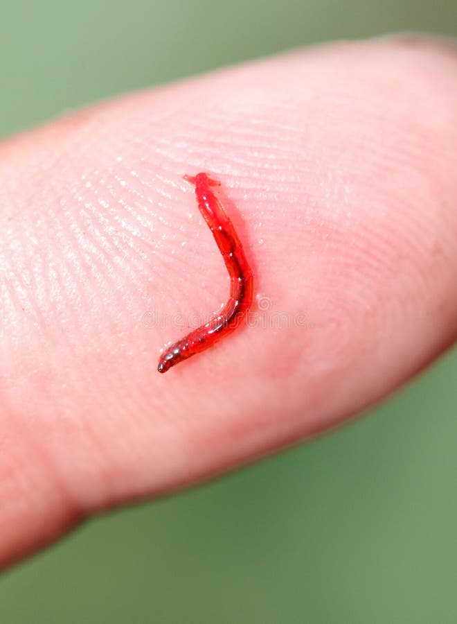 Red Bloodworm on the Finger. Macro Stock Photo - Image of concept, live ...