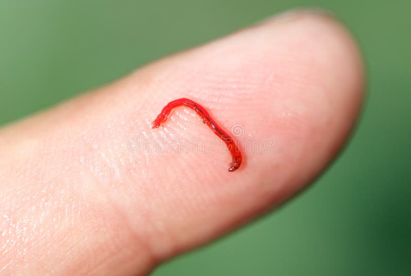 Red Bloodworm on the Finger. Macro Stock Photo - Image of macro, blood ...
